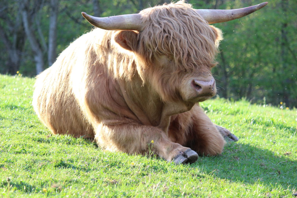 Highland Rinder - Camping Toodlermillen Camping Toodlermillen